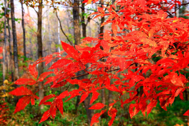 Fiery-red Maples in Autumn (IV) Stock Photo - Image of leaves, tree ...