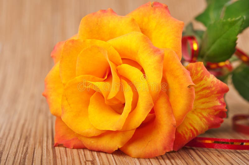 Fiery Rose on a White Background Stock Photo - Image of color, yellow ...