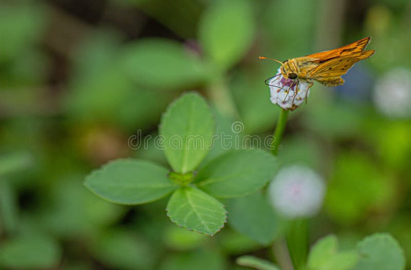 Fiery Skipper on Frog Fruit Flower, Seminole, Florida Stock Photo ...