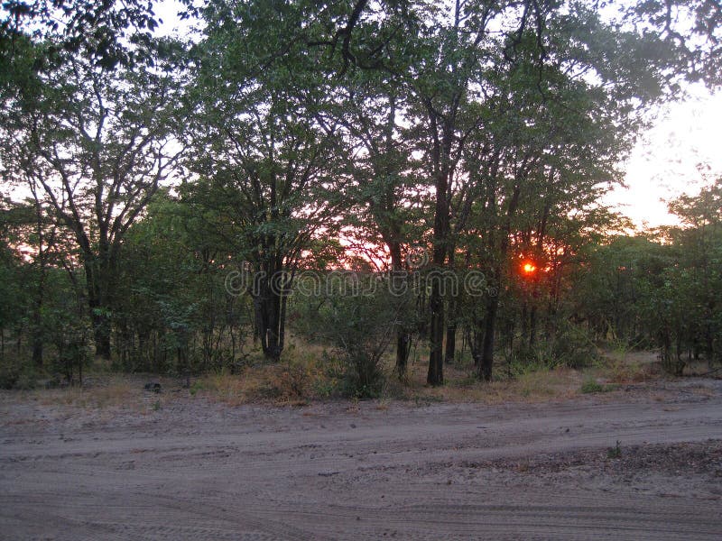 FIERY SUN GOING DOWN in the AFRICAN BUSH Stock Photo - Image of bright ...