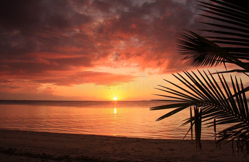Fiery Sunset on Beach with Palm Leaf in Tonga on Fafa Island Stock ...