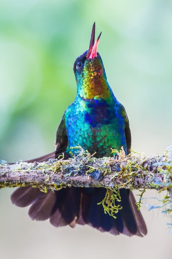 Fiery-throated Hummingbird stock photo. Image of forest - 12392626