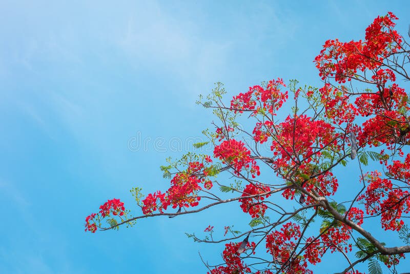 Fiery Tree Leaves in Autumn Stock Image - Image of fire, autumn: 251818353