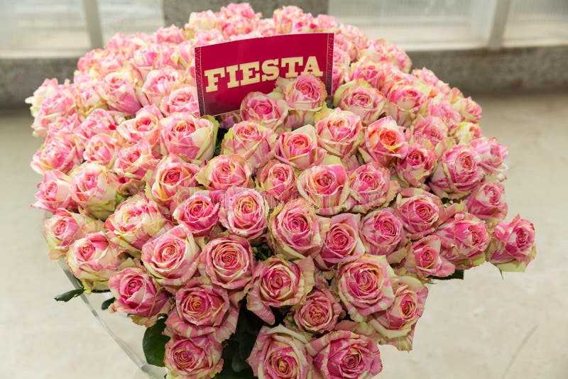Fiesta Rose Bouquet with Pink-yellow Pattern Stock Photo - Image of ...