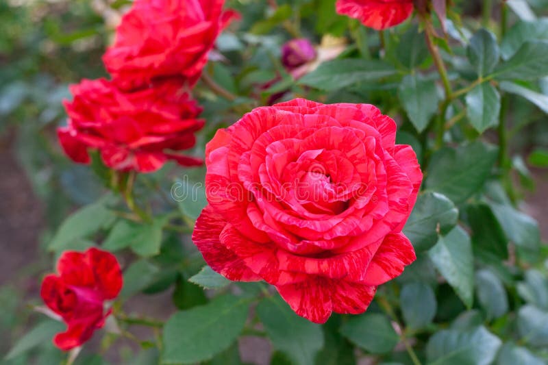 Fiesta rose. Marble rose stock photo. Image of pale - 285893792