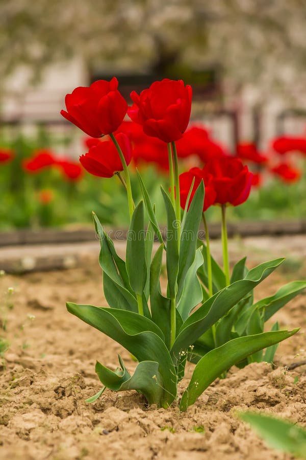 Fiew Red Tulip on Color Blurred Background Stock Photo - Image of tulip ...