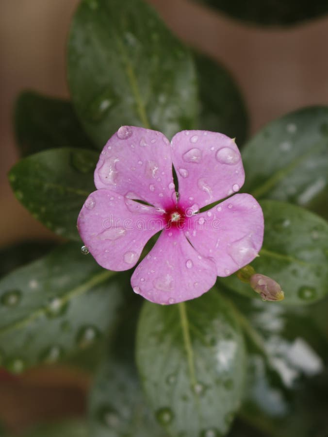 Fife leafs flower stock image. Image of waderful, water - 74447171