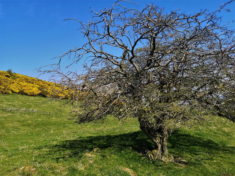 Fife Scenery - Hill of Beath Stock Image - Image of grass, hill: 180807625