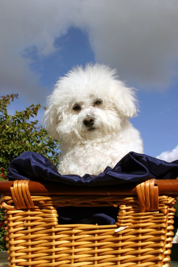 Fifi un Bicon Frise foto de archivo. Imagen de cielo, mullido - 521658