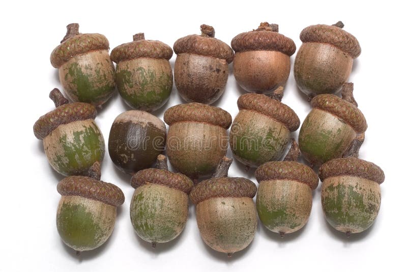 Acorns Diversity Collection Stock Image - Image of nature, repertory ...