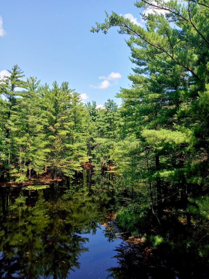 Fifteen Feet Above Beautiful Pine Stock Image - Image of green, canopy ...