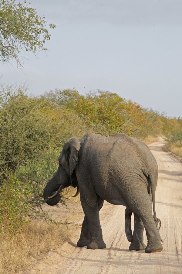 The fifth leg stock photo. Image of ivory, kruger, park - 3370440