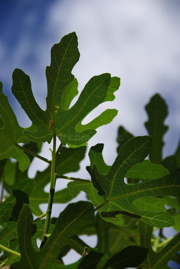 Fig 28 stock image. Image of artery, organism, leaf, gardens - 3892227