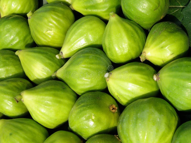 Fig stock image. Image of market, plants, vitamins, dalmatia - 5819411
