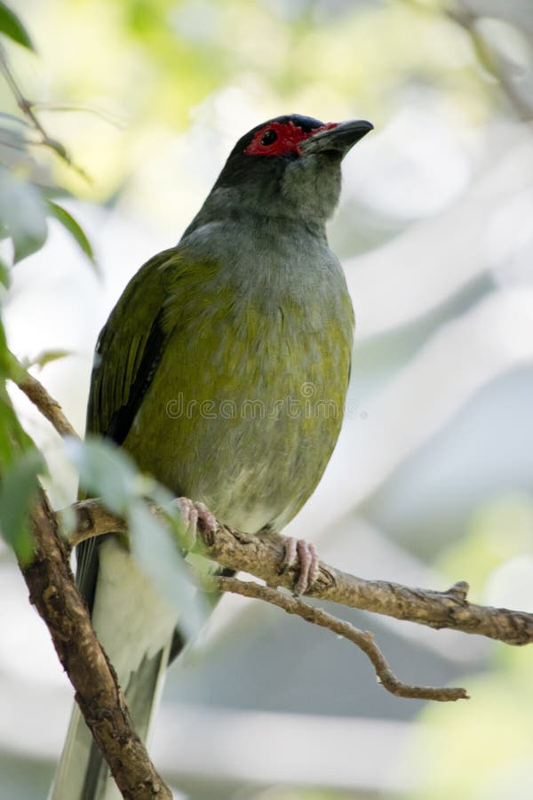 A fig bird stock image. Image of feathers, tree, color - 132932739