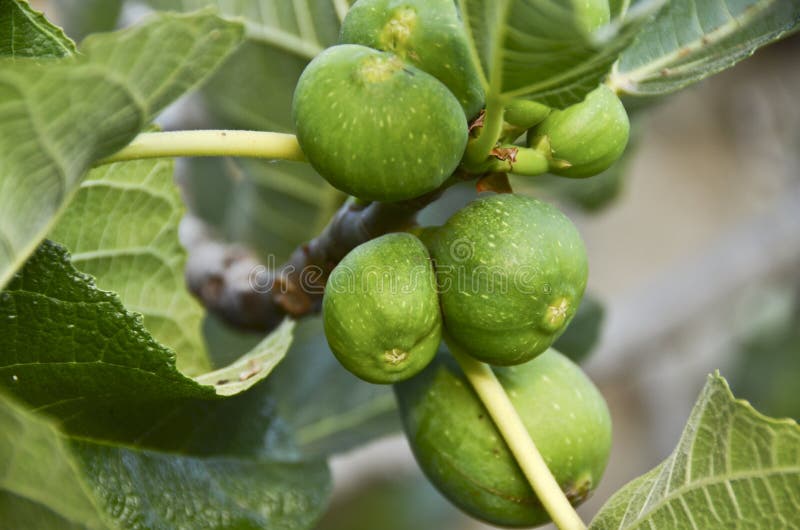 Fig Bloom stock photo. Image of fruit, genesis, figs - 31769670