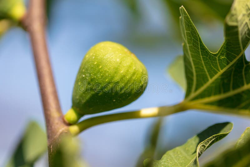 Fig on the Branches of a Tree Stock Image - Image of fresh, closeup ...