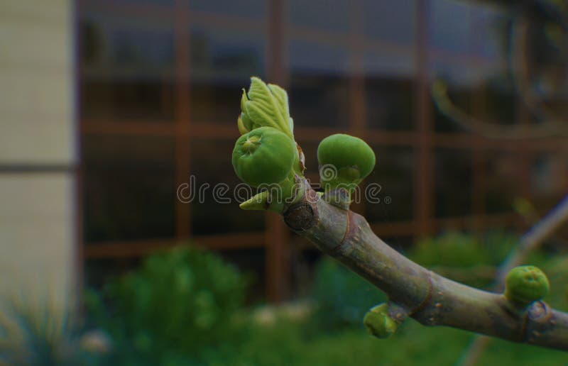 Fig buds stock image. Image of twig, flora, nature, agriculture - 217033977