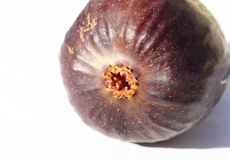 Fig close up stock photo. Image of entire, detail, purple - 16911266