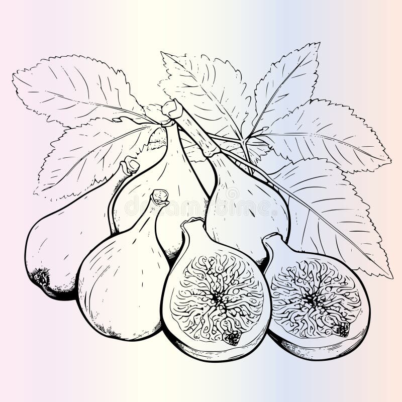Fig Coloring Pages for Kids Stock Vector - Illustration of figs, slice ...