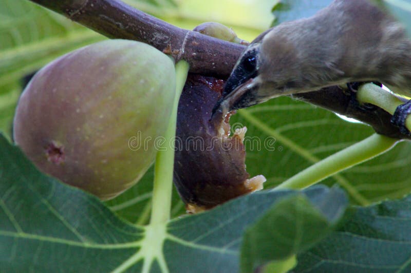 Fig Fruit Eating Waxwing stock image. Image of green - 345171247