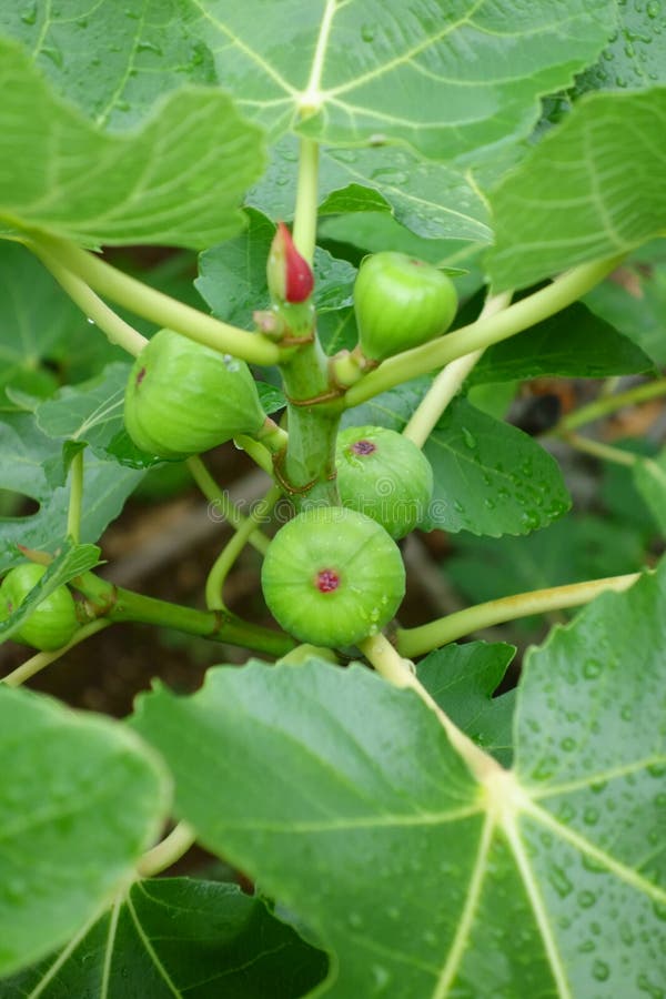 Rural fig field stock photo. Image of relax, berries - 182246896