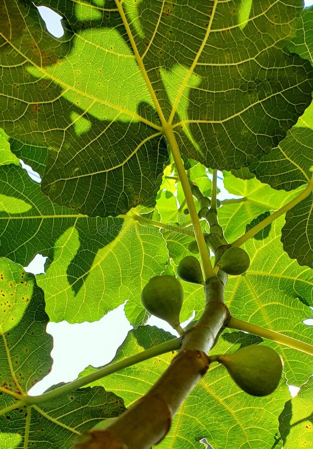 Fig Figure stock image. Image of ficus, beautiful, garden - 153196413