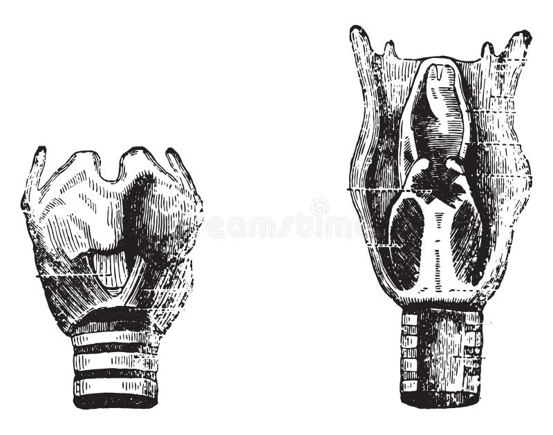 Fig 1- Front Face, Fig 2- Posterior Surface, Vintage Engraving Stock ...