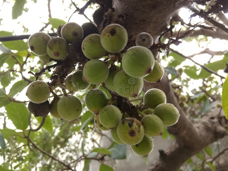 Fig Fruit (Anjir) Growing on the Tree in India Stock Image - Image of ...
