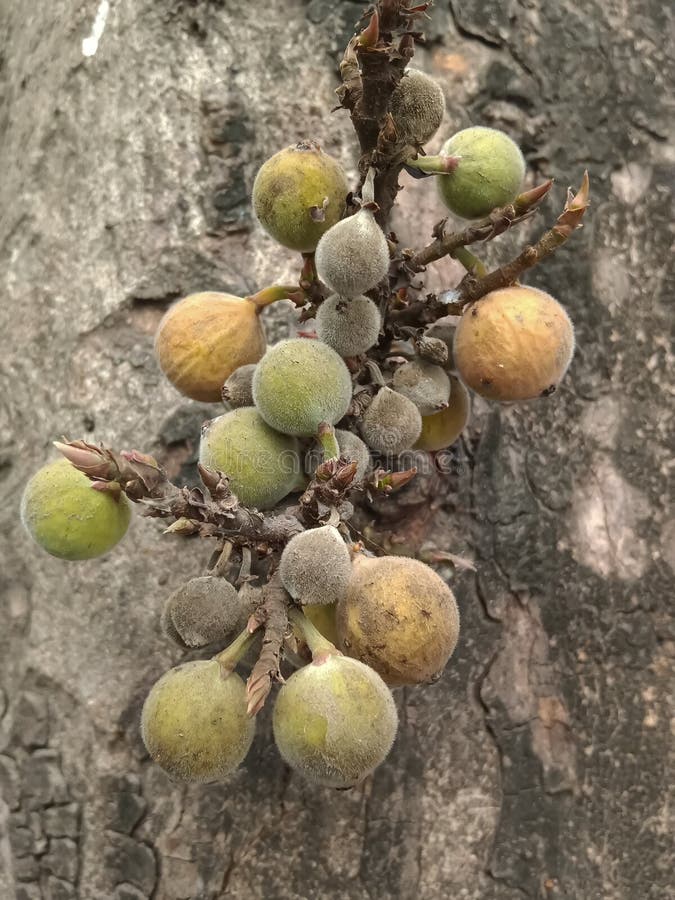 211 Anjir Stock Photos - Free & Royalty-Free Stock Photos from Dreamstime