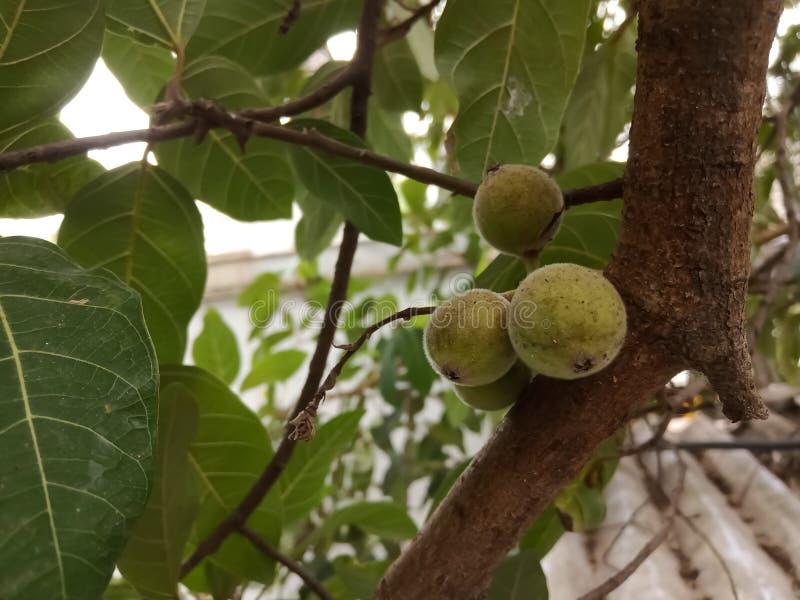 211 Anjir Stock Photos - Free & Royalty-Free Stock Photos from Dreamstime