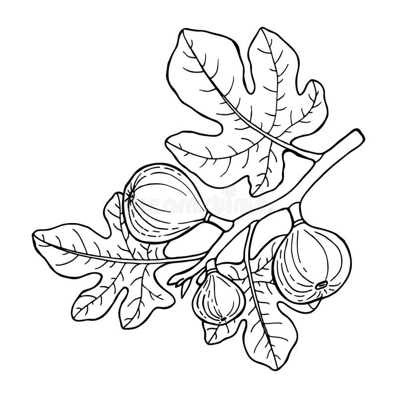 Fig Fruit. Drawing Outline Sketch. Hand Drawn Vector Stock Vector ...