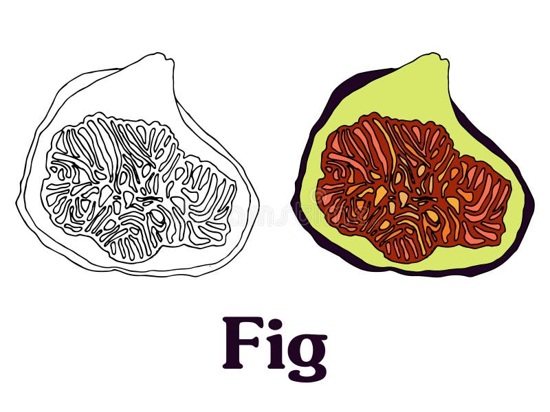 Fig Fruit Cartoon Vector Sketch for Banner Stiker Postcard Stock Vector ...