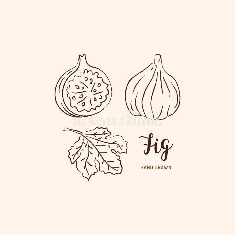 Fig Fruit. Drawing Outline Sketch. Hand Drawn Vector Stock Vector ...