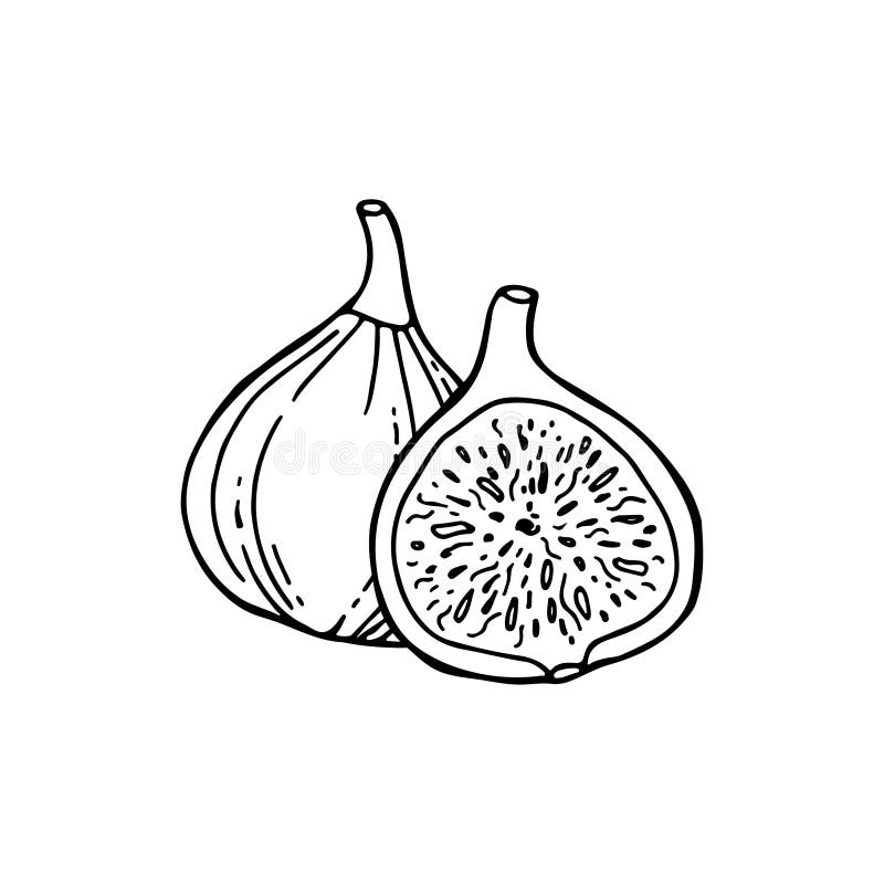 Fig Fruit. Drawing Outline Sketch. Hand Drawn Vector Stock Vector - Illustration of clip, eating ...