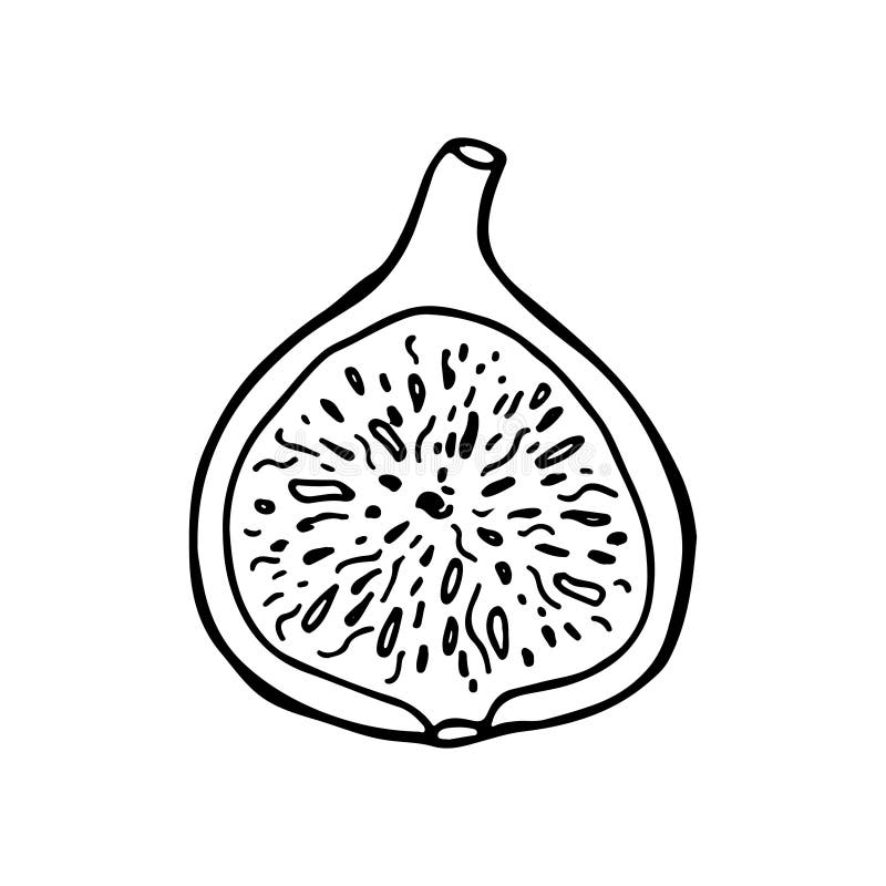 Fig Fruit. Drawing Outline Sketch. Hand Drawn Vector Stock Vector - Illustration of clip, eating ...