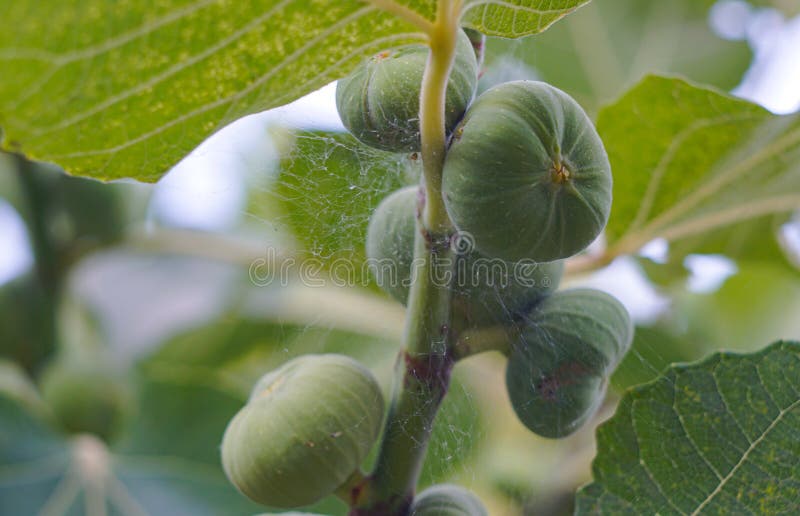 Fig fruit stock image. Image of covered, grass, field - 230721863