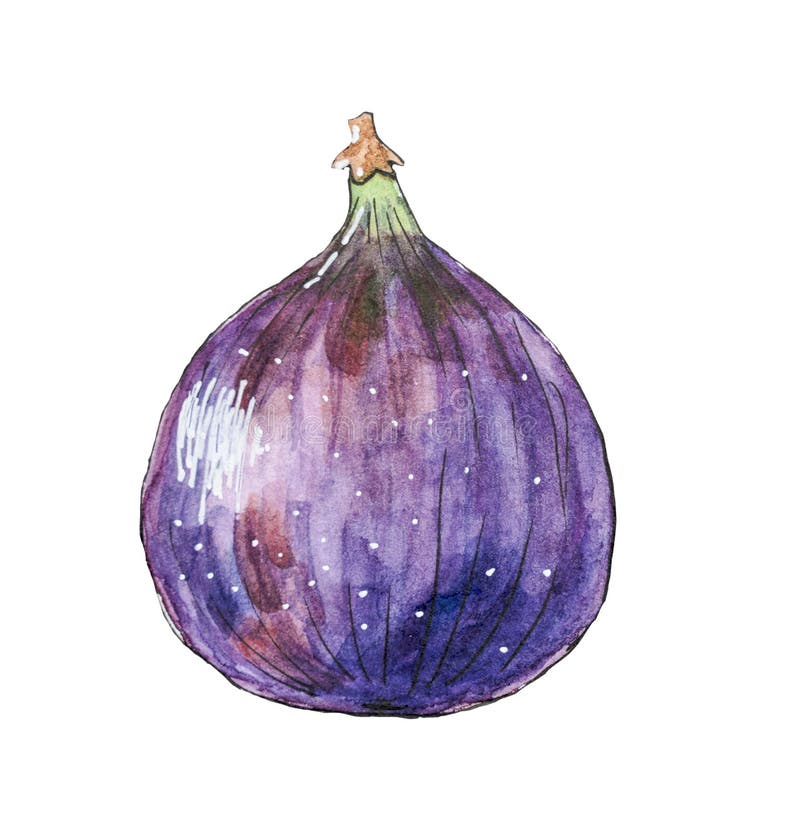 Fig Elements Stock Illustrations – 664 Fig Elements Stock Illustrations ...