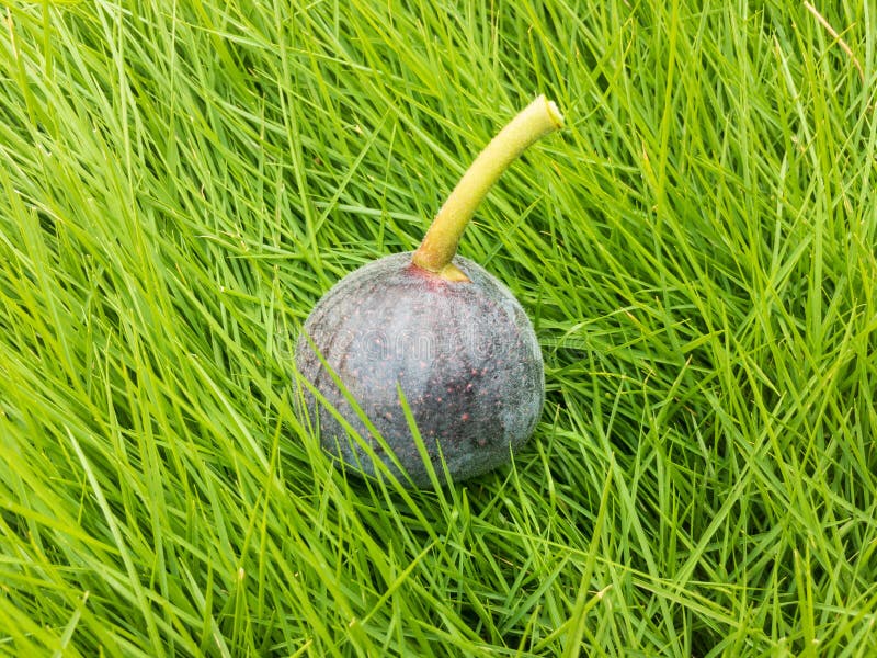 A Fig Fruit Laying on a Green Grass Stock Image - Image of food, health ...