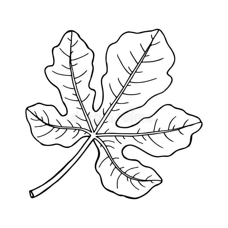 Fig Leaf Sketch Stock Illustrations – 931 Fig Leaf Sketch Stock Illustrations, Vectors & Clipart ...
