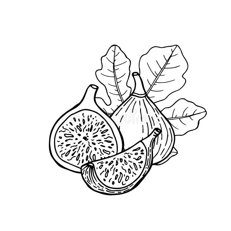 Fig Fruit with Leaf. Drawing in Line Sketch. Hand Drawn Vector Outline ...