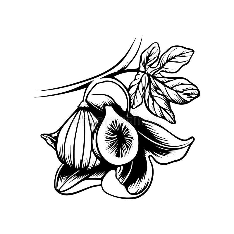 FIG Fruit Logo Design. Figs Fruit Vector Illustration Stock Vector ...