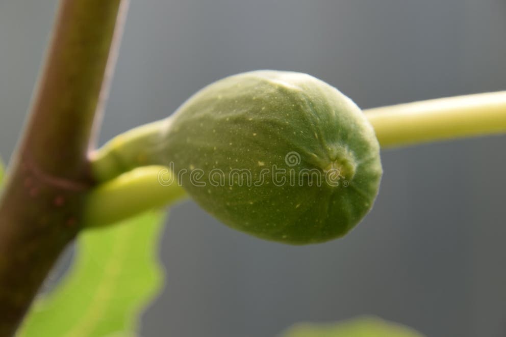 Fig fruit stock photo. Image of bush, ripe, figs, shot - 168796894