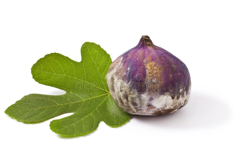 152 Rotten Fig Stock Photos - Free & Royalty-Free Stock Photos from ...