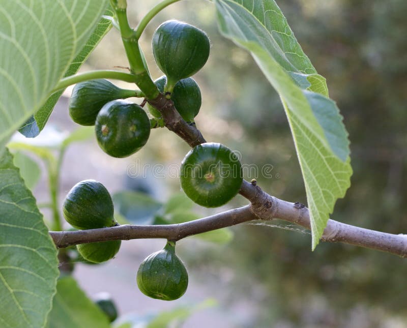 The Fig is a Fruit Obtained from the Fig Tree. Stock Image - Image of ...