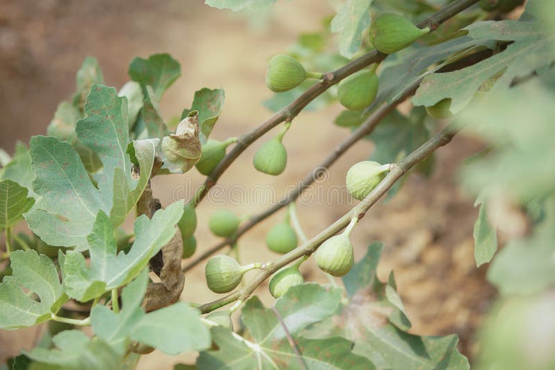 Fig Fruit Plant Tree Growing in Farm Stock Image - Image of farm ...