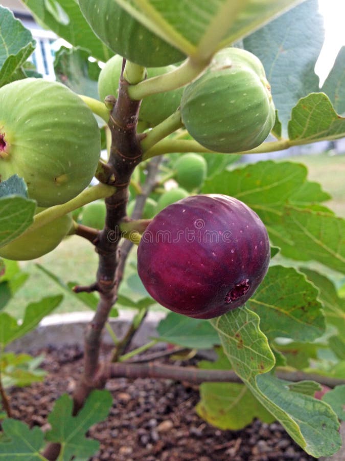 Fig fruit ripening. stock photo. Image of colors, leaf - 93453178