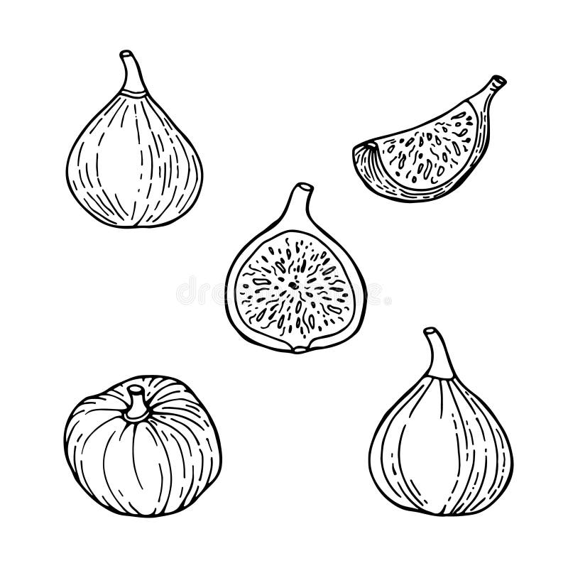 Fig Fruit Set. Drawing Outline Sketch. Hand Drawn Vector Illustration ...
