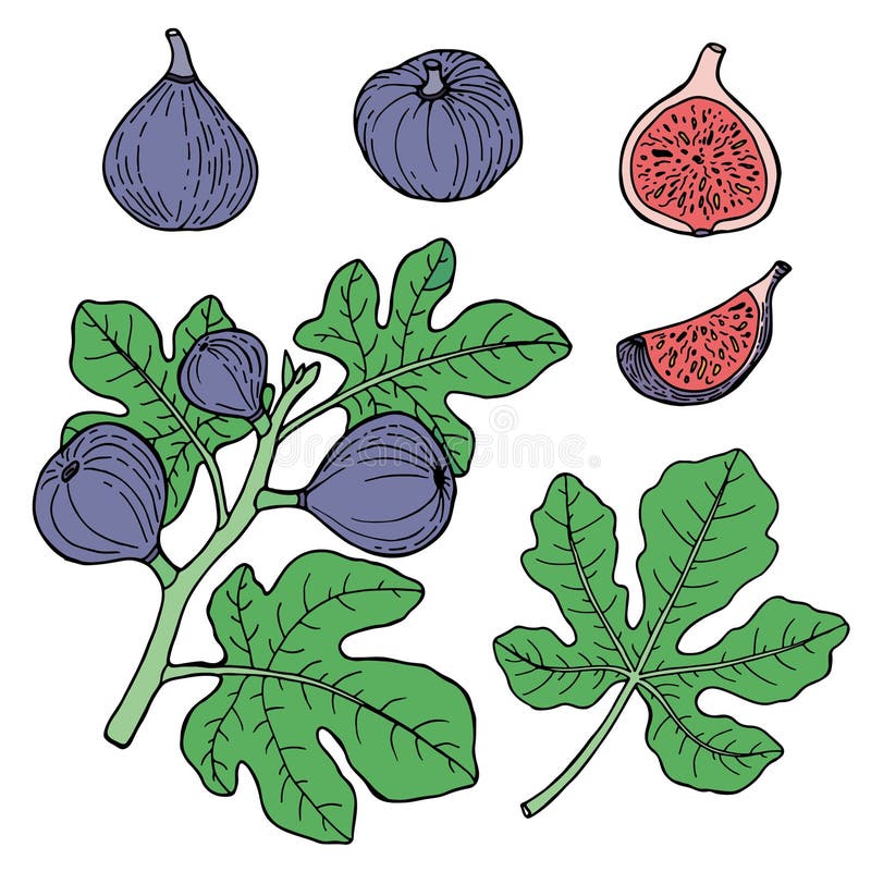 Fig Fruit Branch. Drawing in Line Sketch. Stock Illustration ...