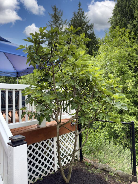 Fig Fruit Tree in Full Bloom during Late Spring Season Stock Image ...